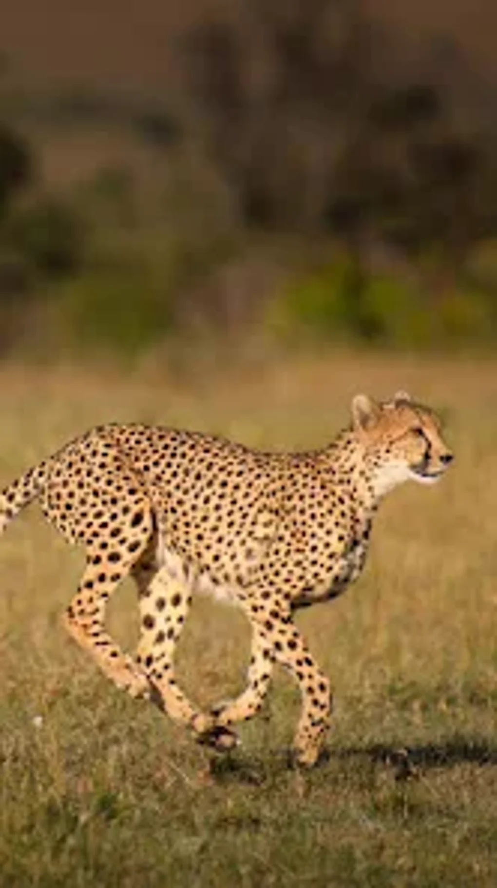 Cheetah Wallpapers per Android - Download