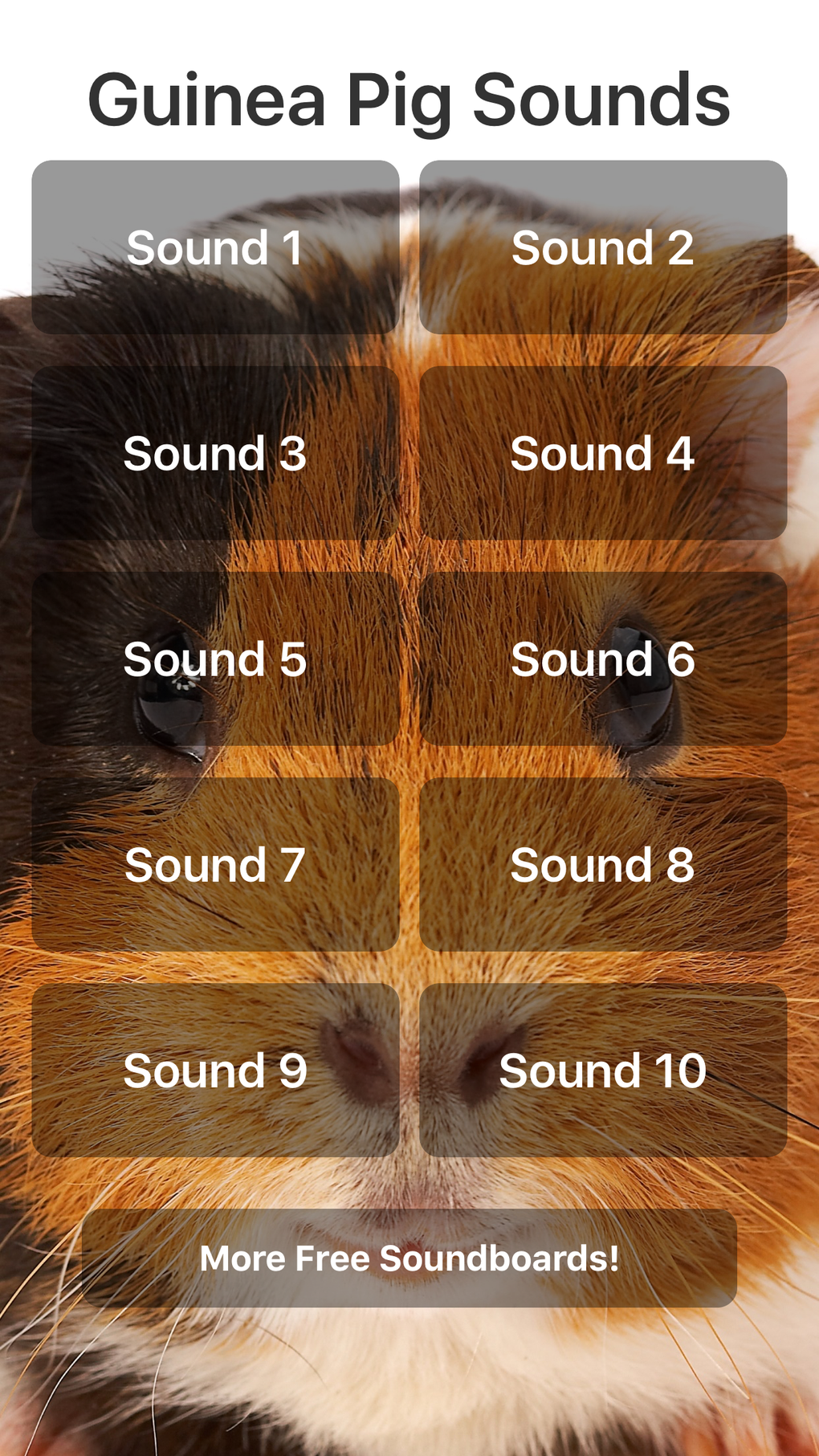 Guinea Pig Sounds for iPhone - Download