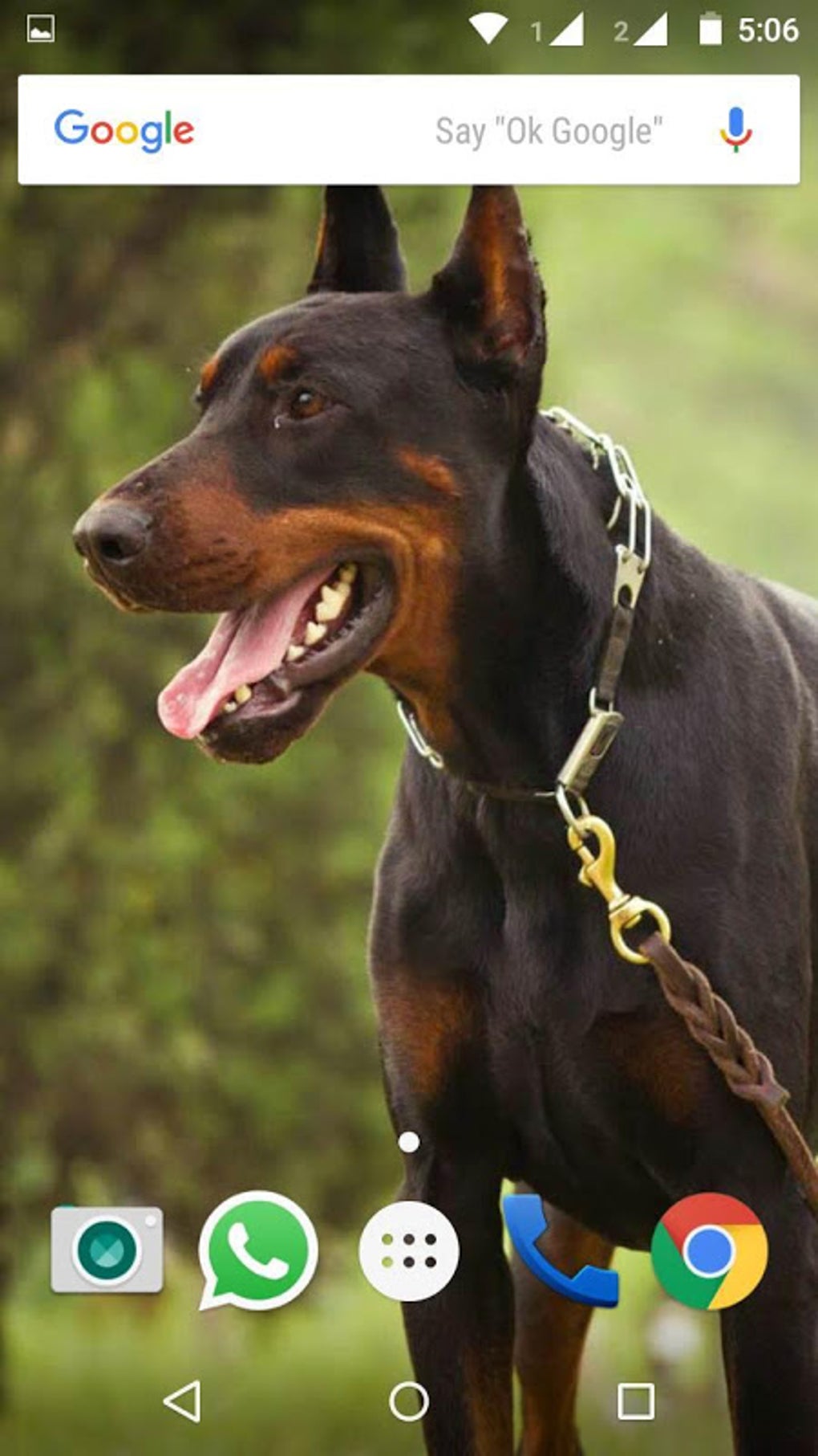Doberman Dog Wallpaper HD APK for Android - Download