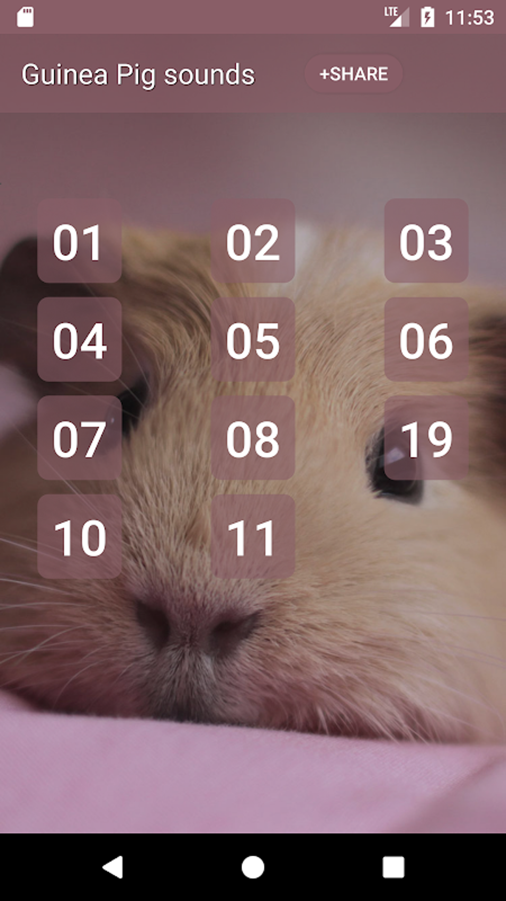 Android için Guinea Pig sounds APK - İndir