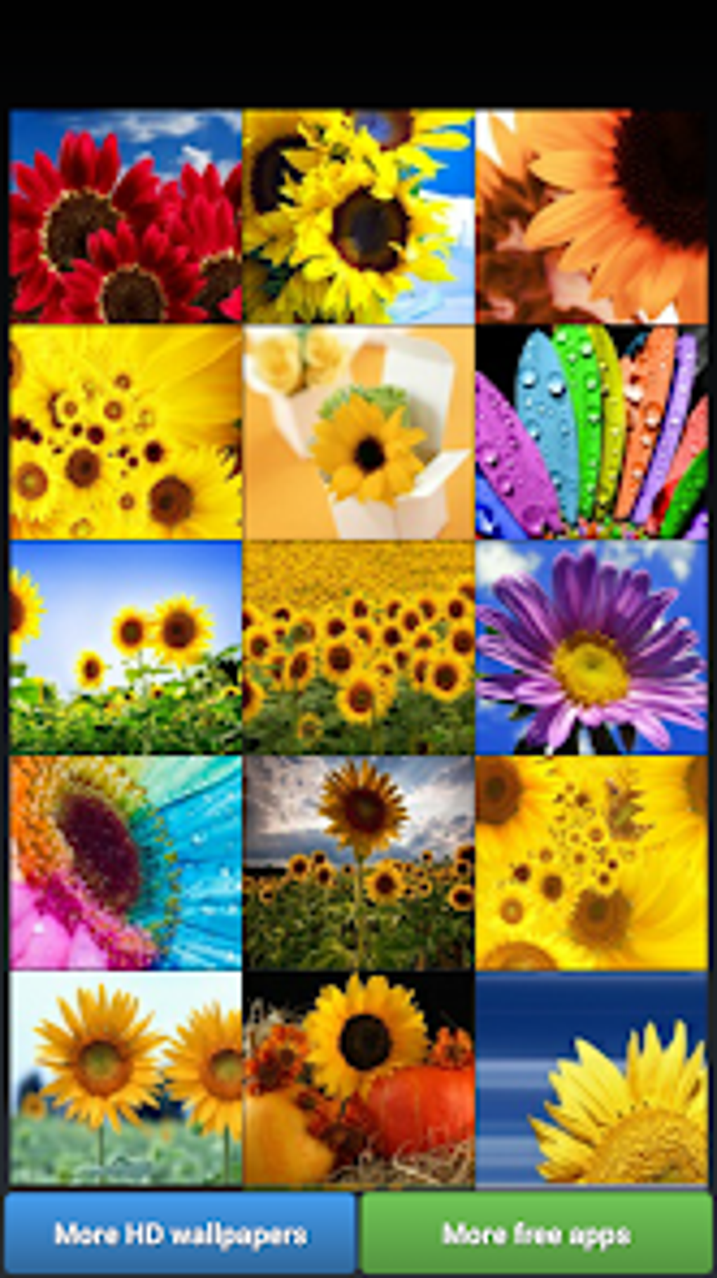 Sunflowers HD Wallpapers for Android - Download
