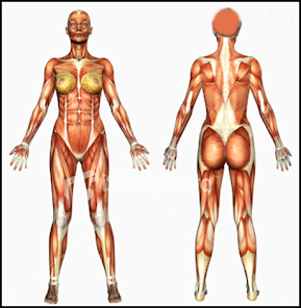 3D Human Anatomy Per Android Download 3D Human Anatomy Per Android Download