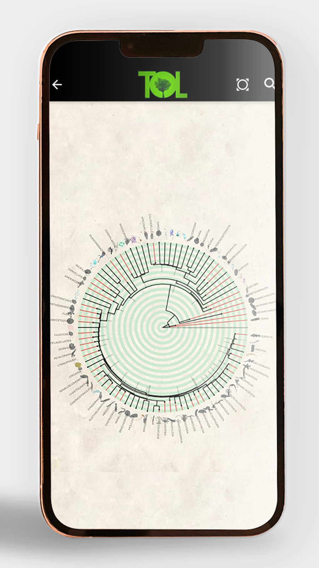 Tree of Life - ToL App pour iPhone - Télécharger