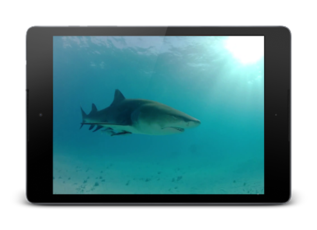 Sharks Video Live Wallpaper for Android - Download