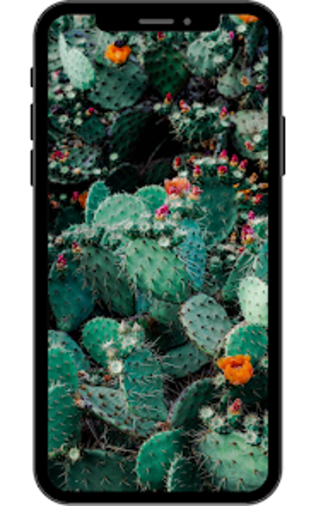 Cactus Wallpaper cho Android - Tải về