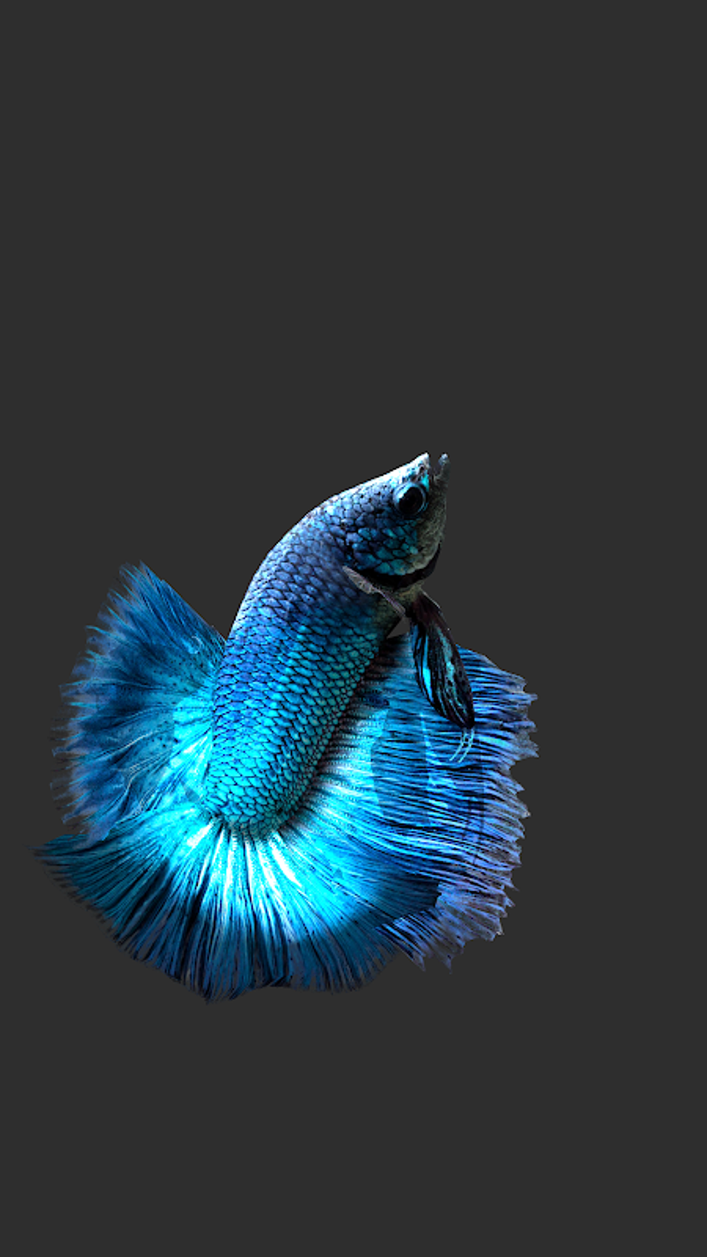 Betta Fish 3D Free - 3D Live Wallpaper APK for Android - Download