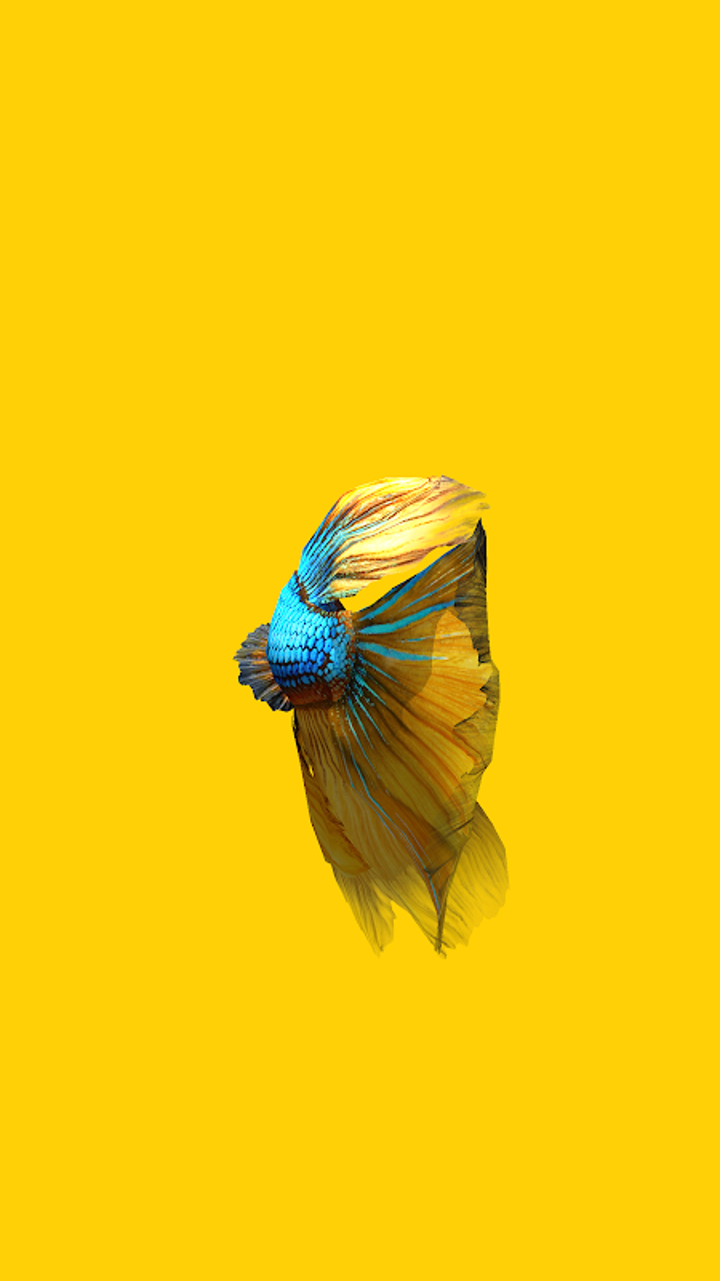 Betta Fish 3D Free - 3D Live Wallpaper APK for Android - Download