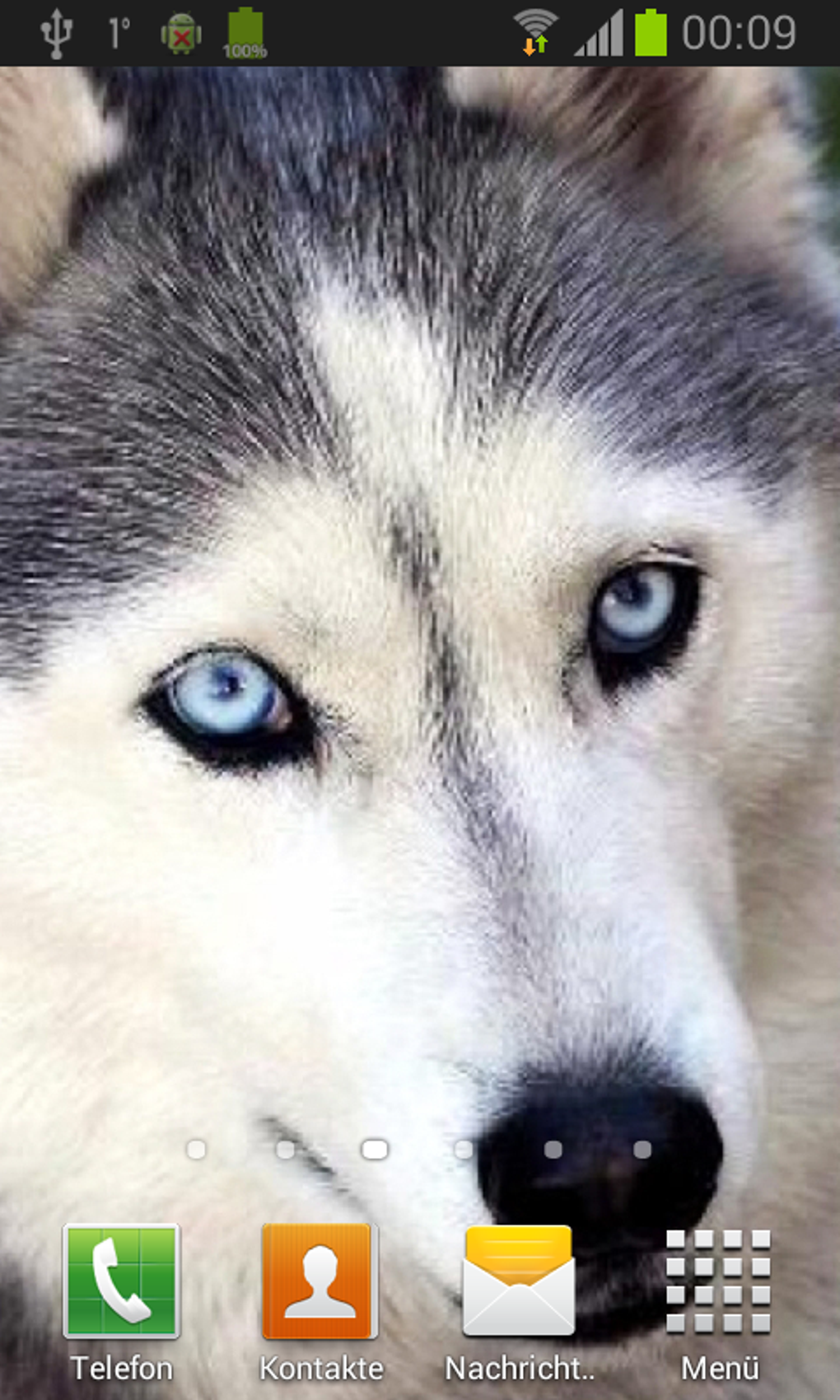 Husky live wallpaper APK for Android - Download