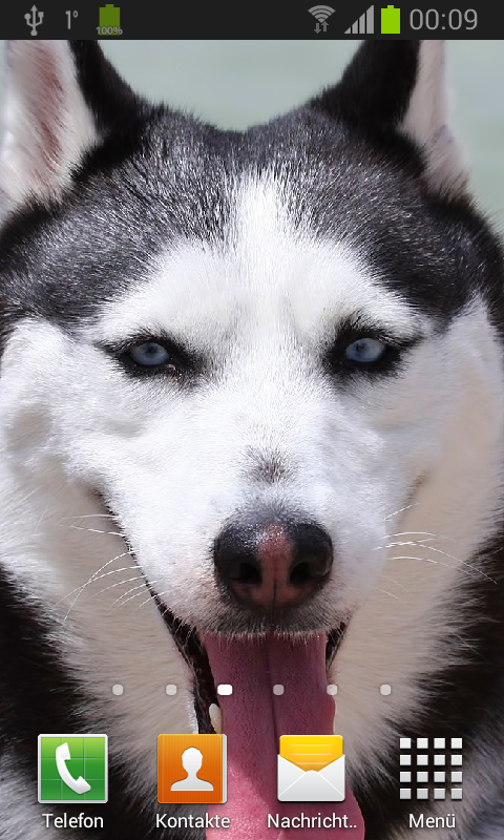 Husky live wallpaper APK para Android - Descargar