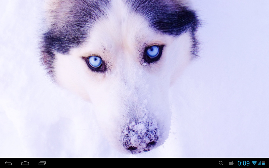 Husky live wallpaper APK for Android - Download