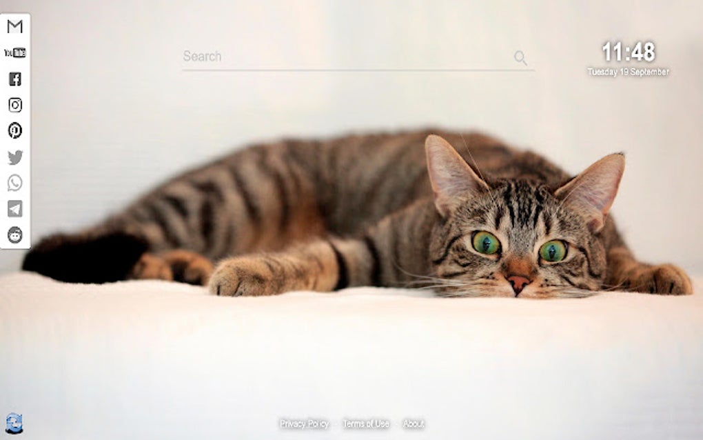 Kittens & Cats Wallpapers Google Chrome için - Eklenti İndir