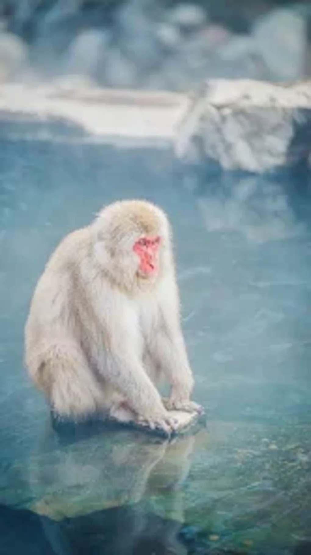 Monkey Wallpapers cho Android - Tải về