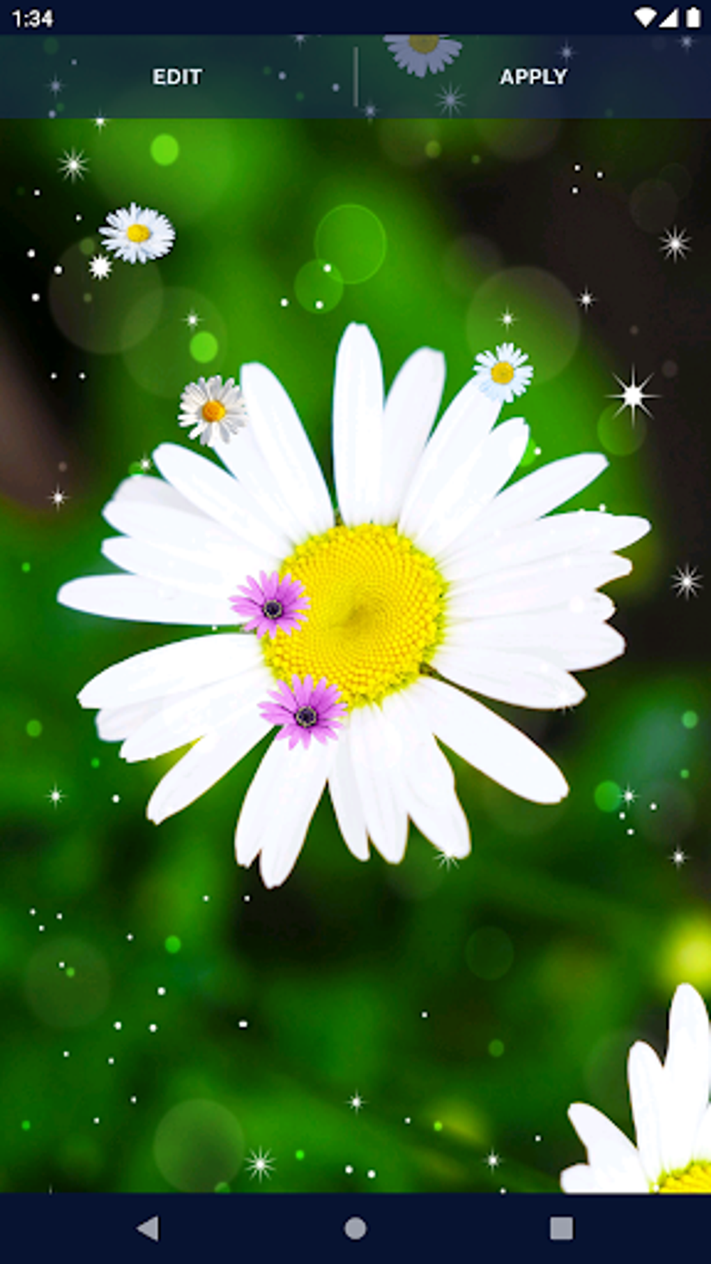 3D Daisy Spring Live Wallpaper APK for Android - Download
