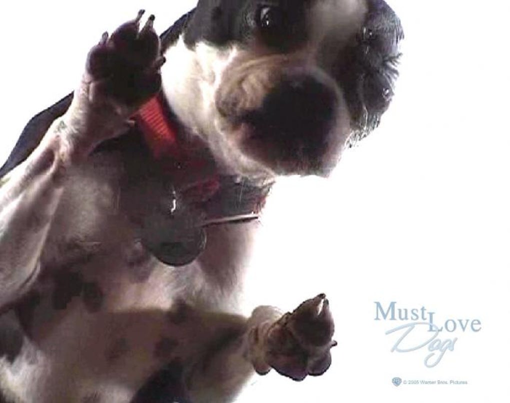 Dog Screen Cleaner screensaver pour Mac - Télécharger