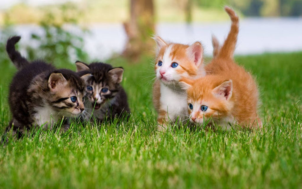 Cat Wallpapers for Google Chrome - 拡張機能 無料・ダウンロード