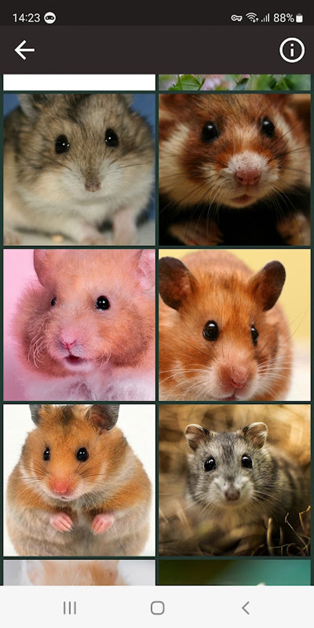 Hamster Wallpapers APK para Android - Descargar