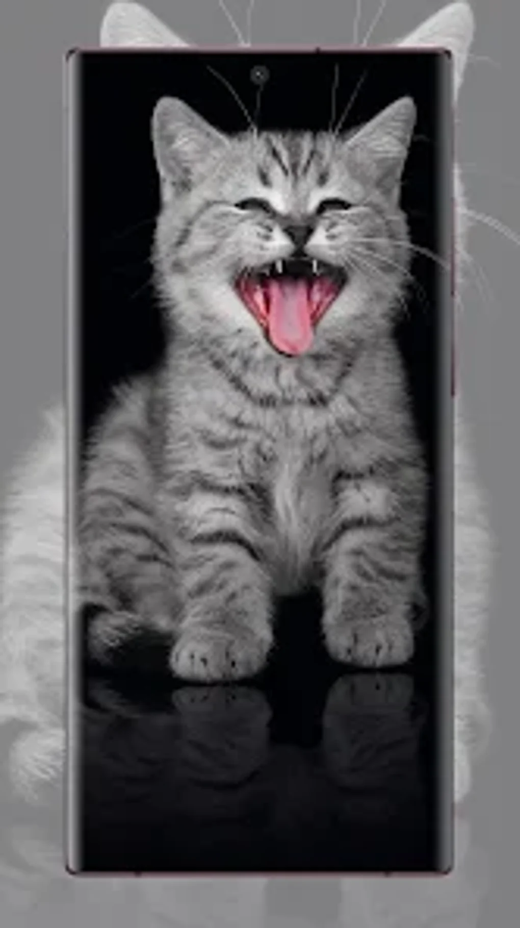 Cat Wallpapers para Android - Descargar