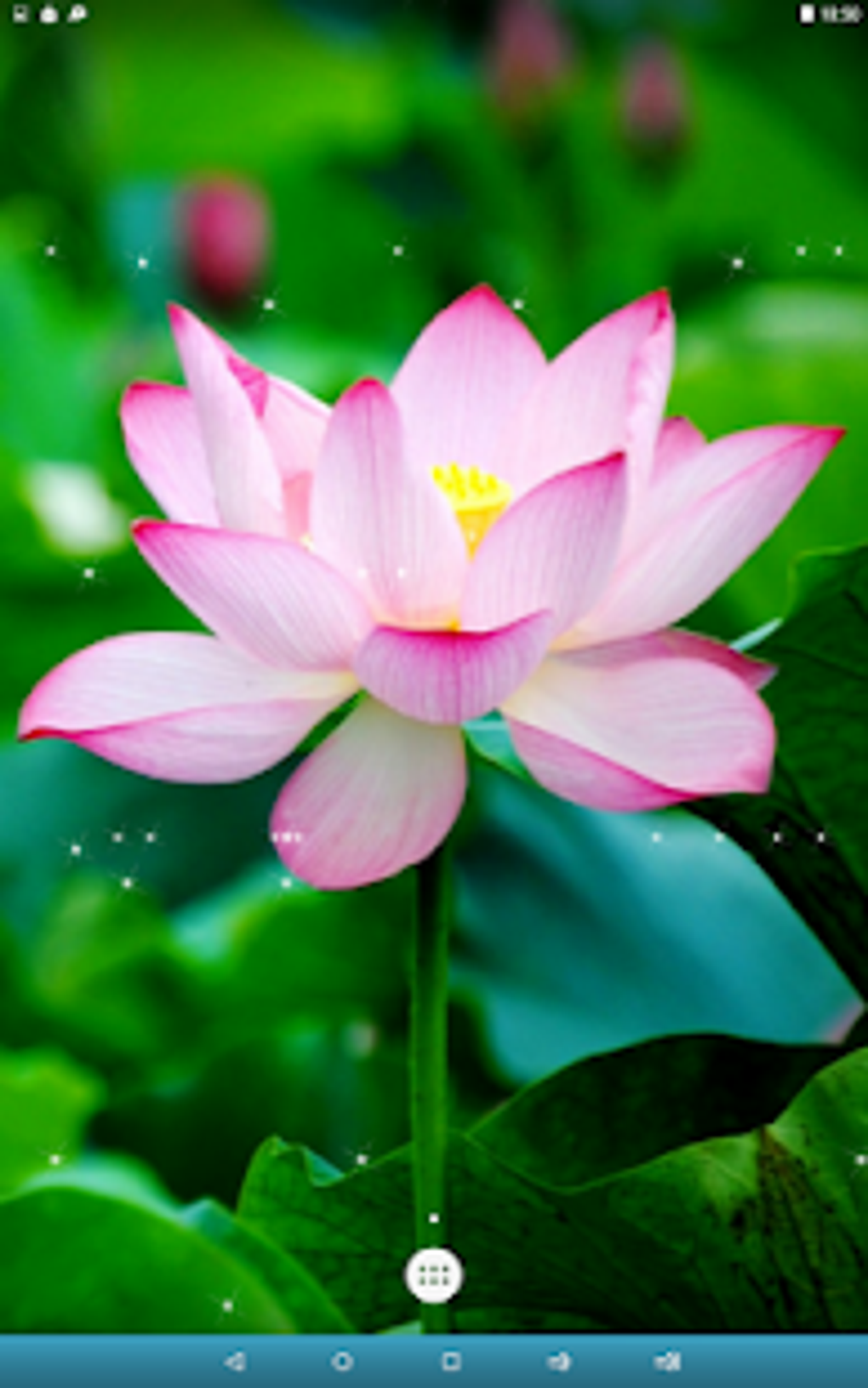 Lotus Live Wallpaper APK para Android - Descargar
