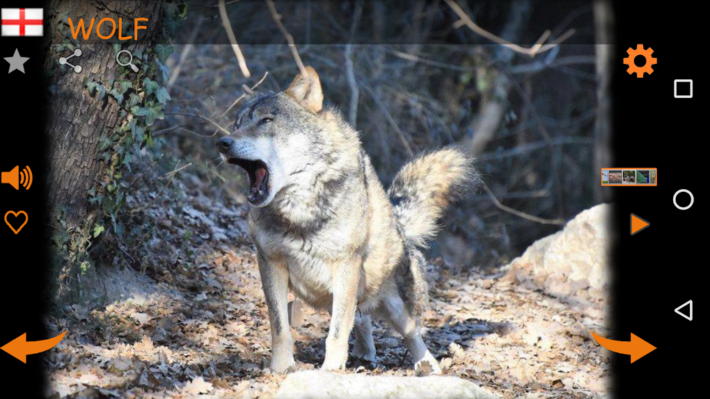 Real Animal Sounds APK Android - ダウンロード