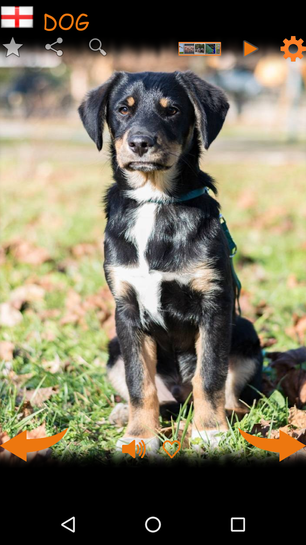 Real Animal Sounds APK for Android - Download