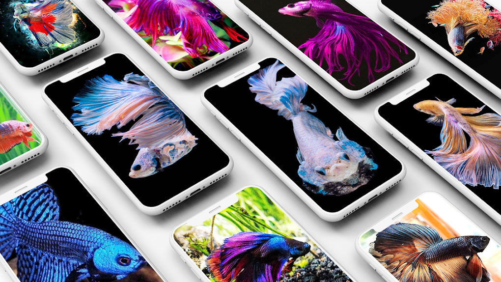 Betta Fish Wallpapers for Android - Download