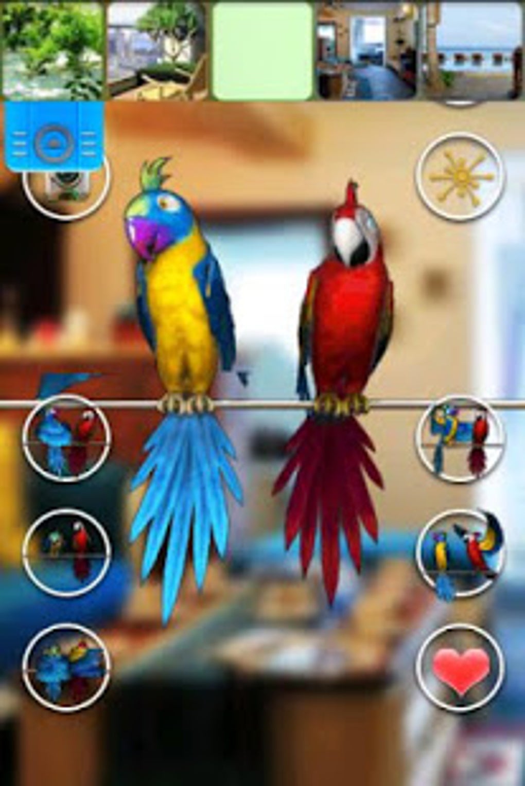 Talking Parrot Couple Free pour Android - Télécharger