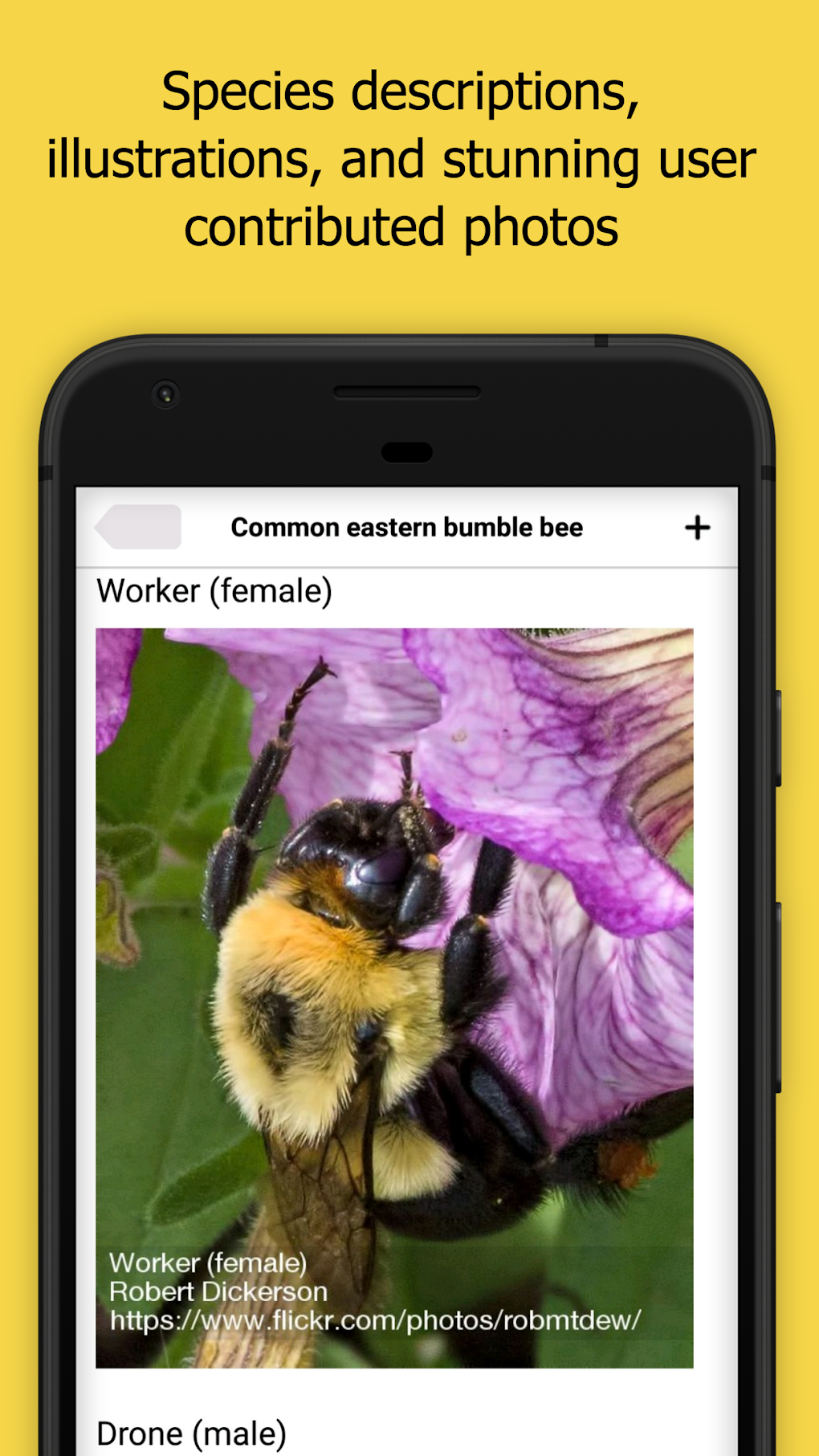 Bumble Bee Watch for Android - Download