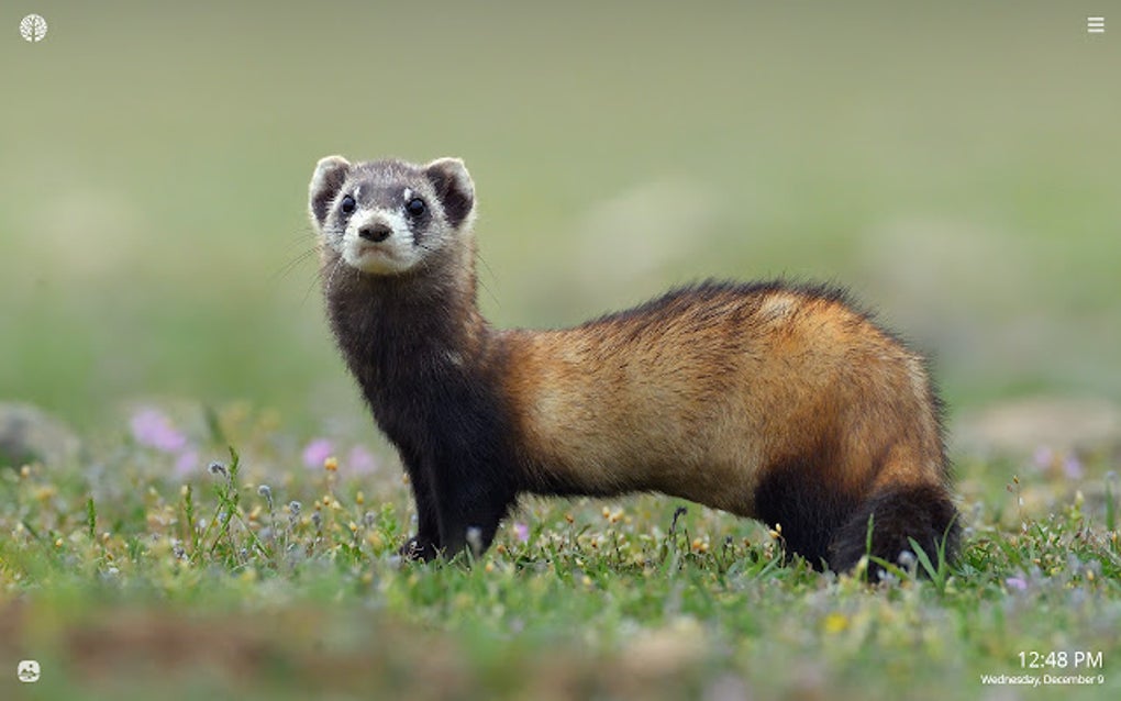 Ferret HD Wallpapers New Tab Theme pour Google Chrome - Extension Télécharger