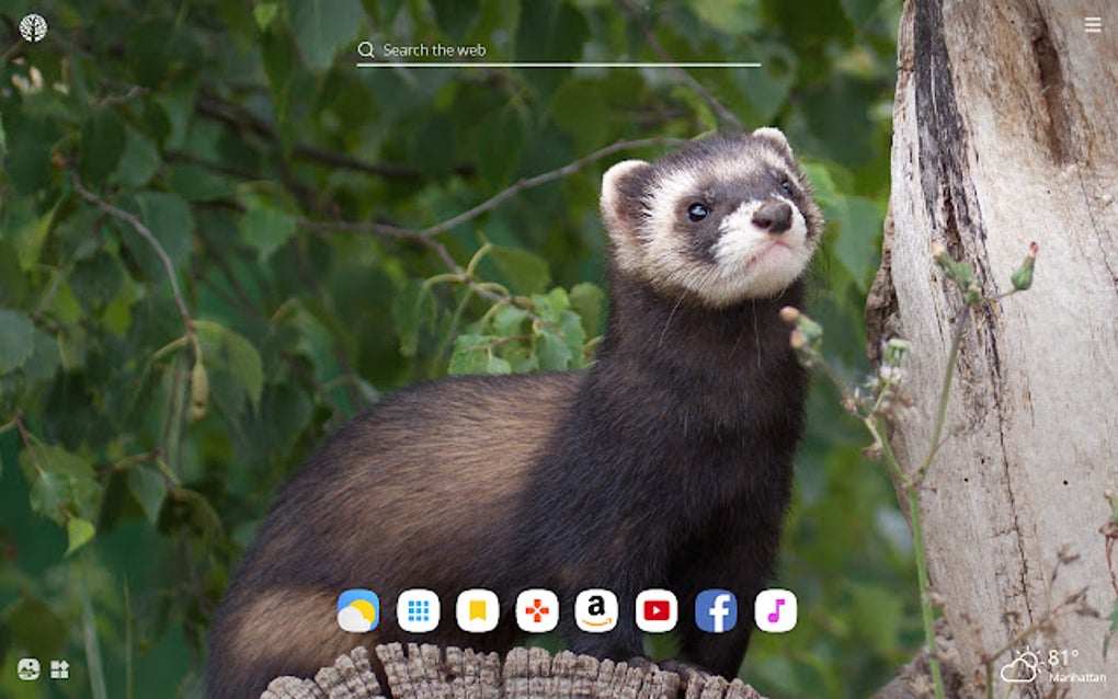 Ferret HD Wallpapers New Tab Theme for Google Chrome - Extension Download