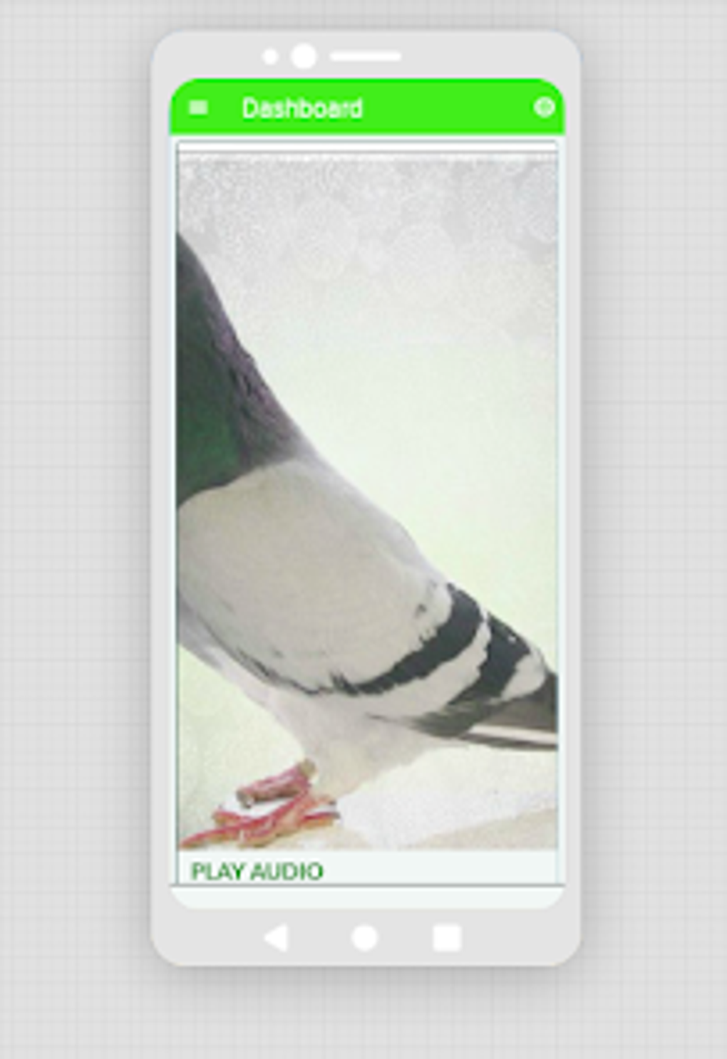 Pigeon sounds for Android - Download