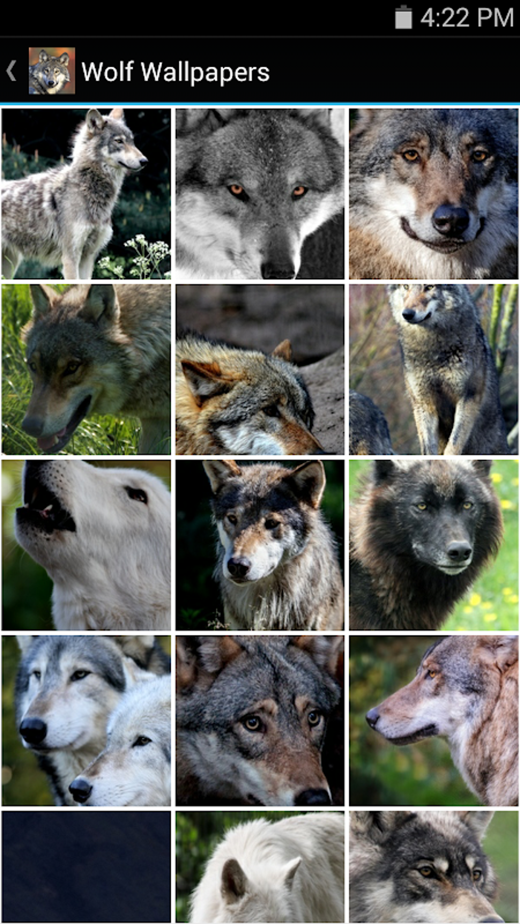 Wolf Wallpapers APK for Android - Download