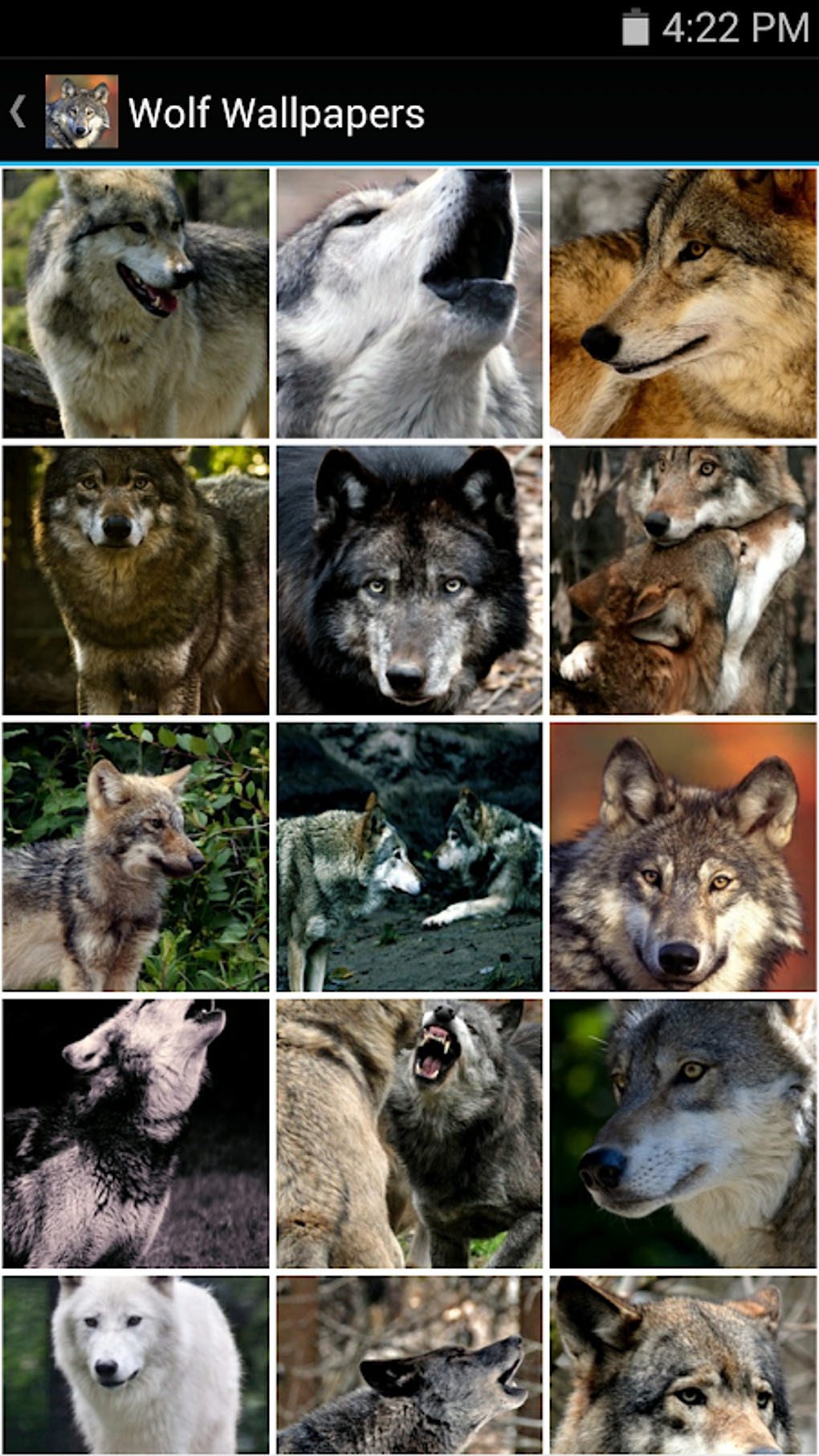Wolf Wallpapers APK per Android - Download