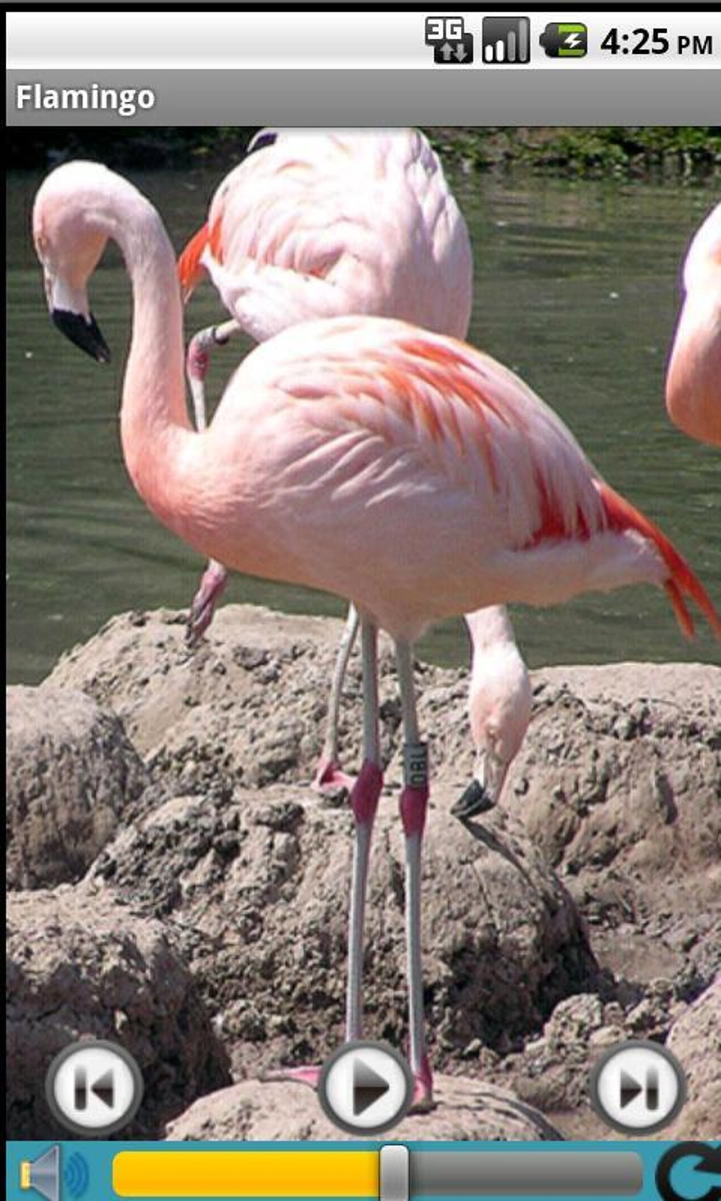 Kuş Sesleri APK for Android - Download