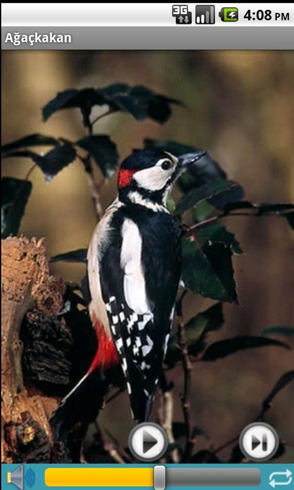 Kuş Sesleri APK for Android - Download