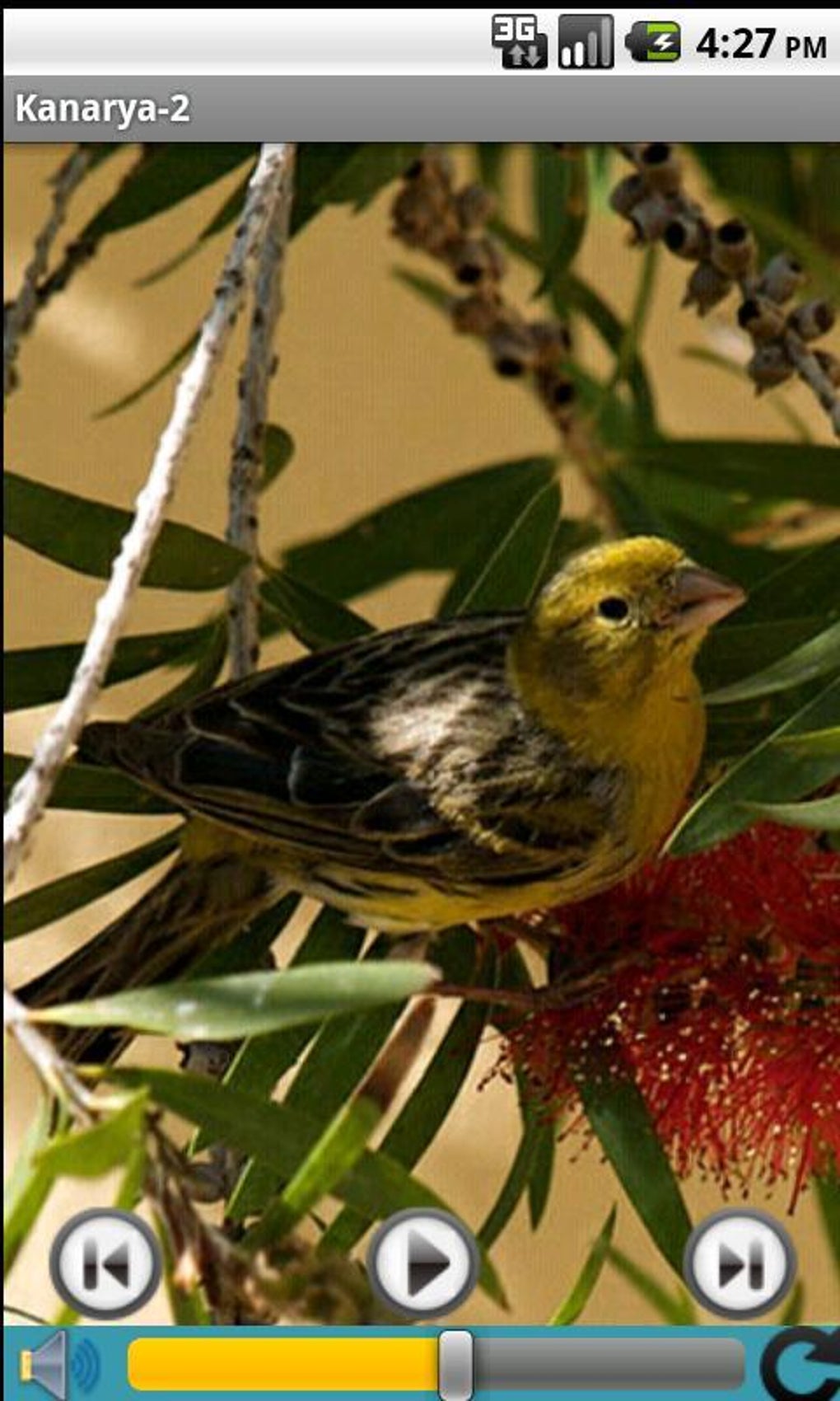 Kuş Sesleri APK for Android - Download