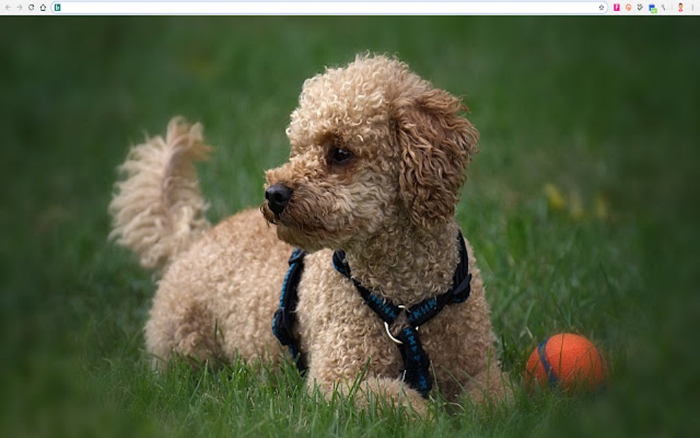 tabay for Google Chrome - Extension Download