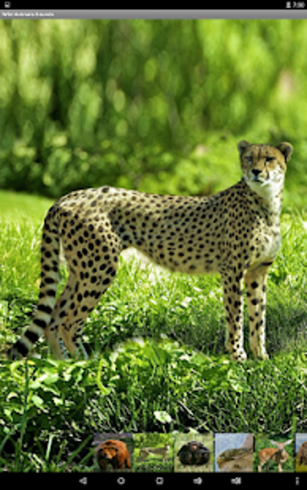 Android 용 Wild Animals Sounds APK - 다운로드