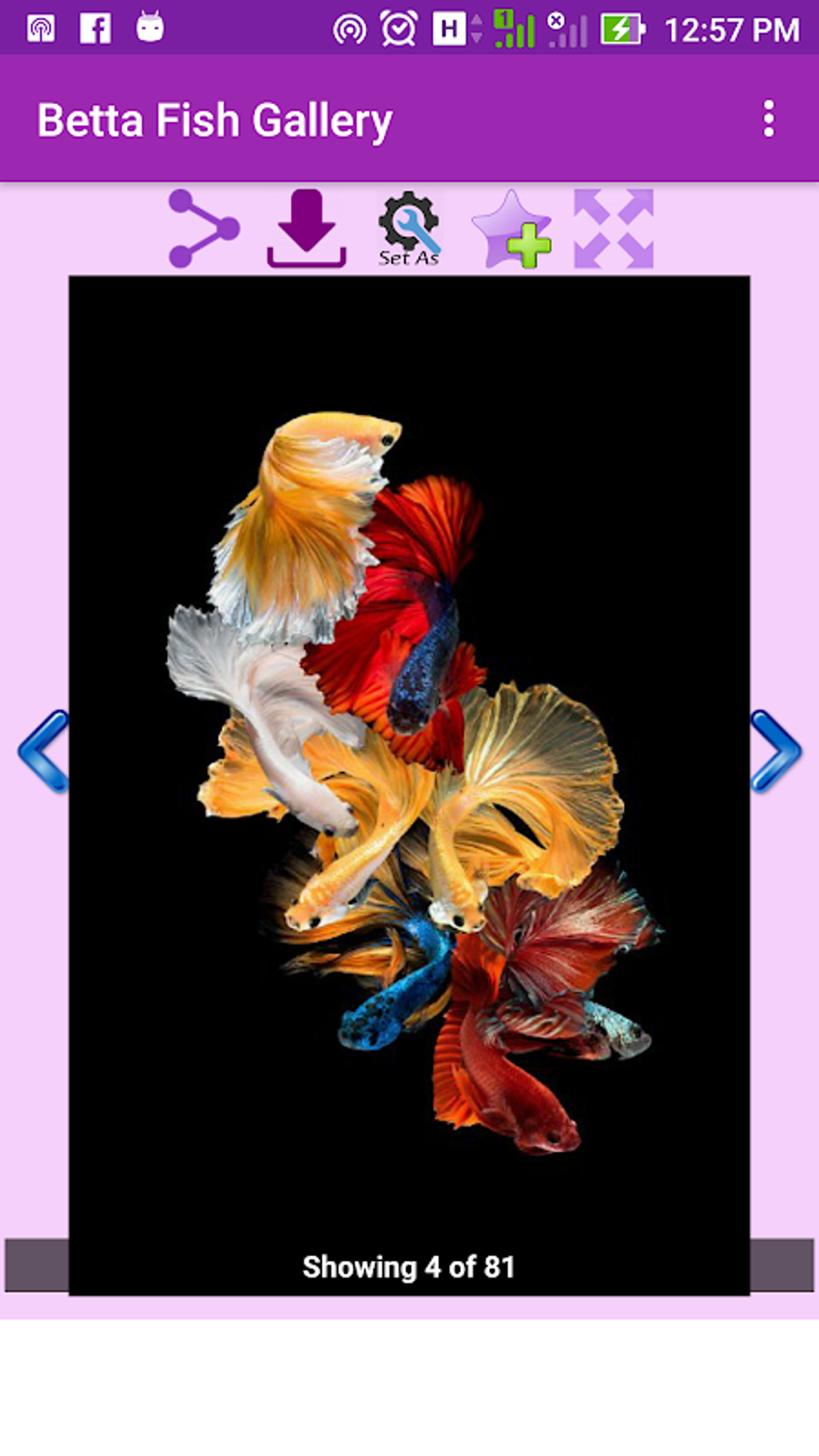 Betta Fish Wallpaper APK pour Android - Télécharger