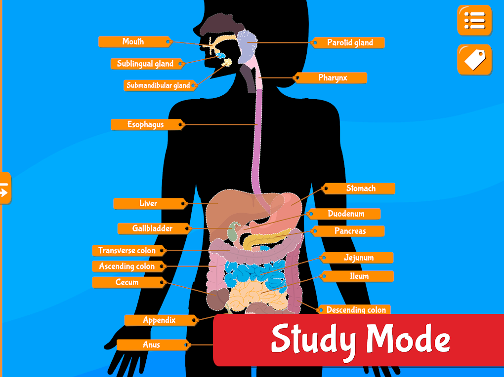 Android için Anatomix - Human Anatomy APK - İndir