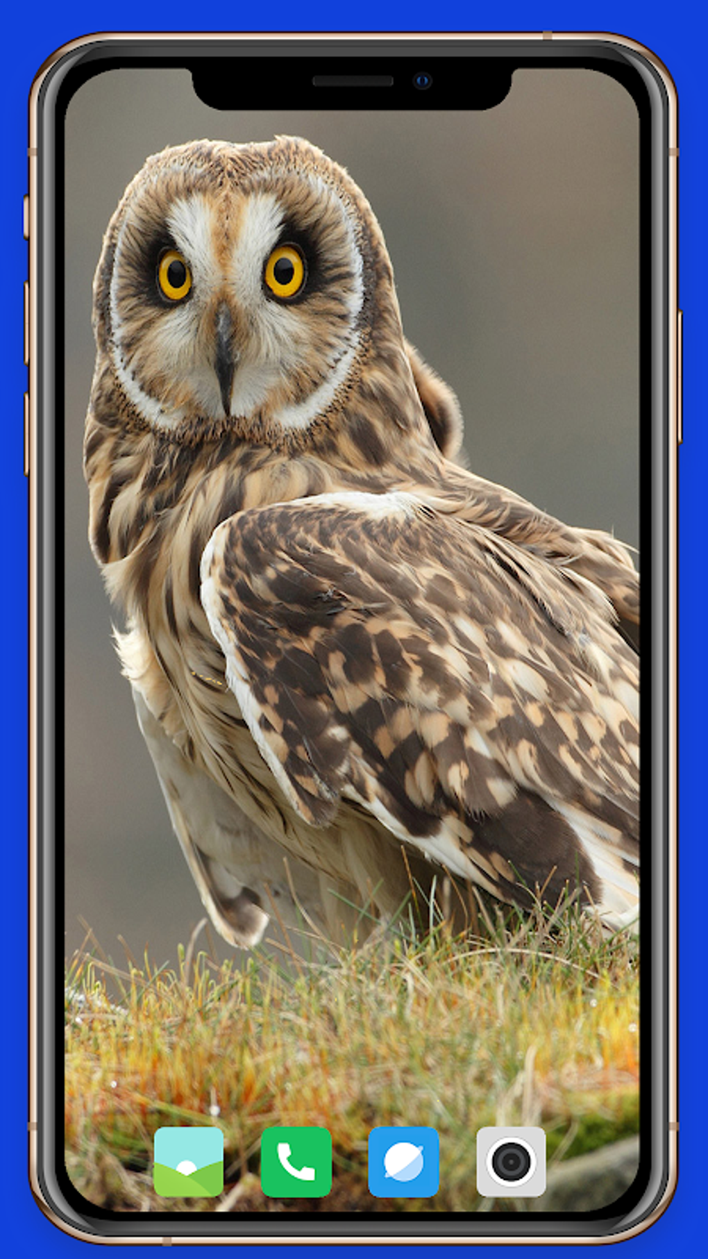 Owl Wallpaper APK para Android - Descargar