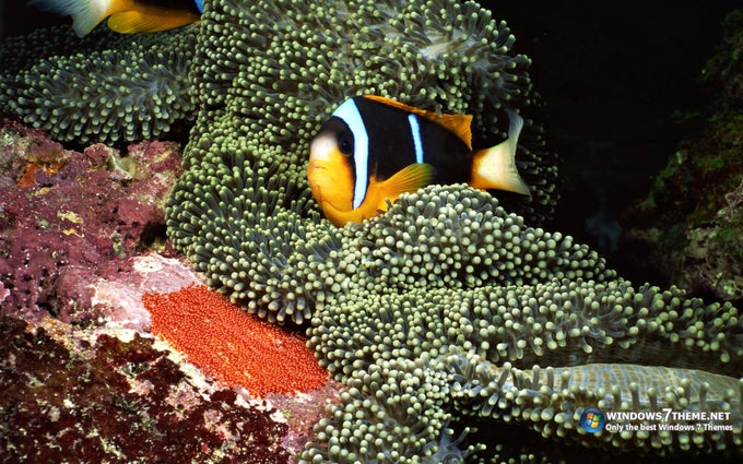 Coral Reef - Download