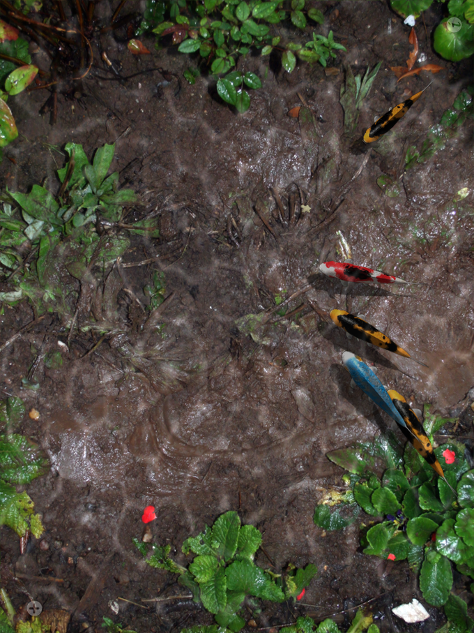 Pocket Pond HD for iPhone - Download