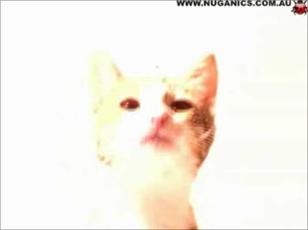 Cat Licking Screensaver - Download