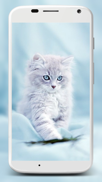 Cute Cats Wallpaper APK для Android — Скачать
