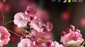 Android 용 Sakura Live Wallpaper APK - 다운로드