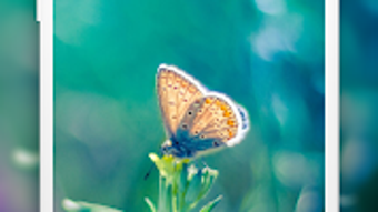 Butterfly Wallpaper 4k APK for Android - Download
