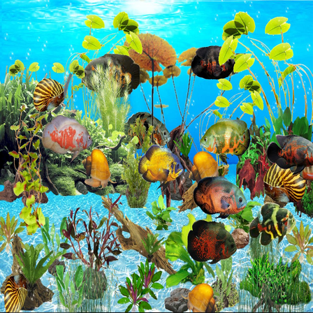 Sim Aquarium 3D - Download