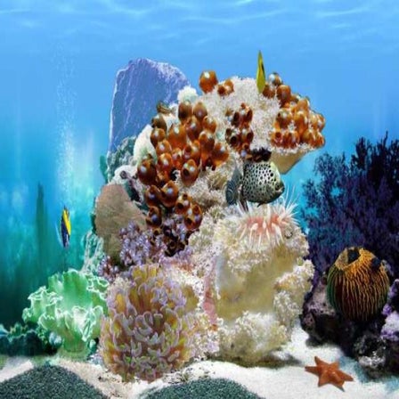 SereneScreen Marine Aquarium - Descargar