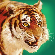 Talking Tiger for Android - Download
