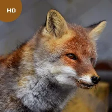 Fox Sounds para Android - Descargar
